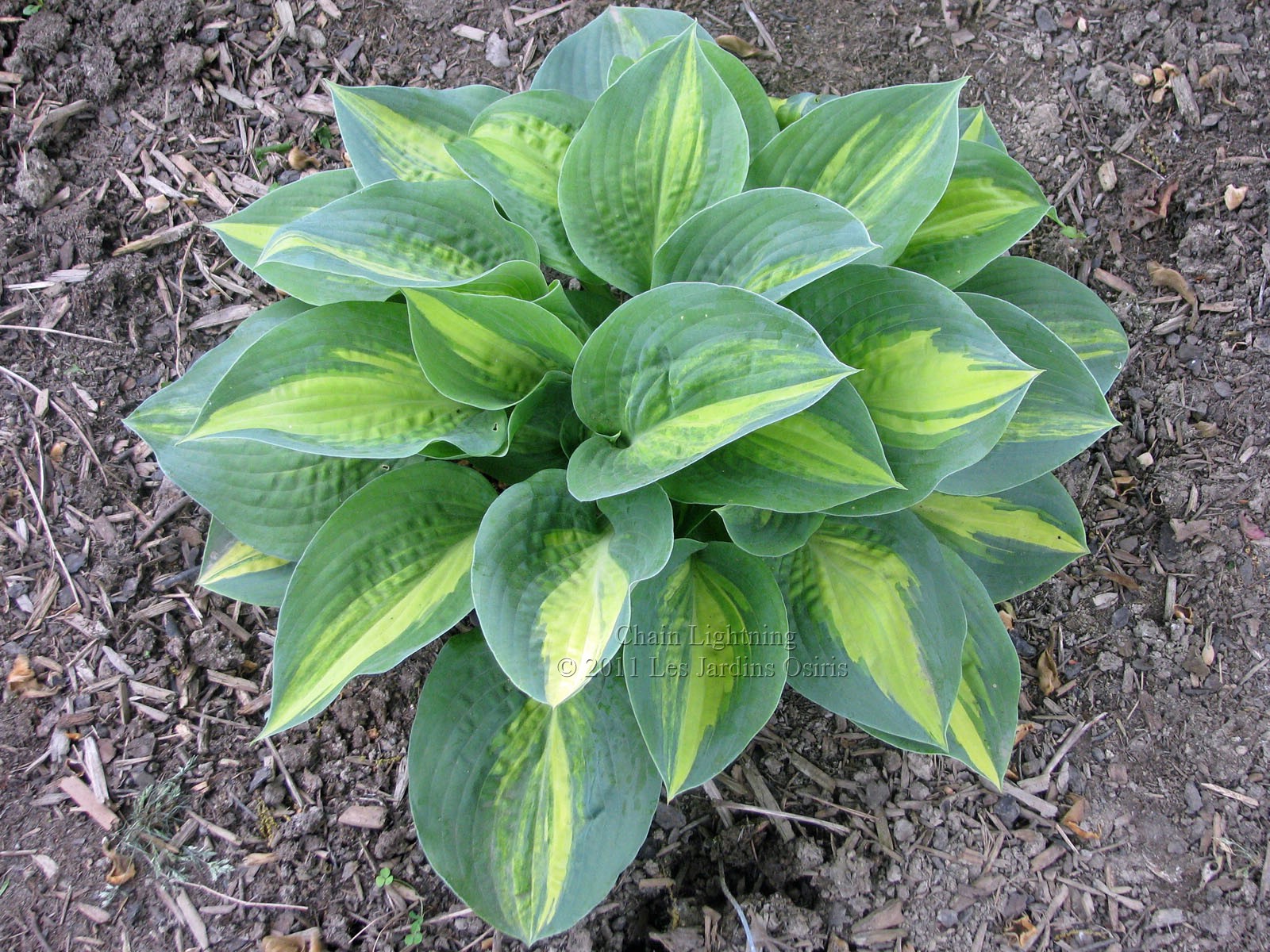 Les jardins Osiris-Hostas A-L