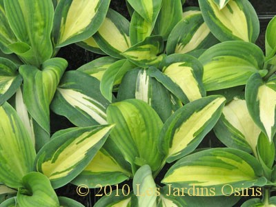 Les jardins Osiris-Hostas A-L