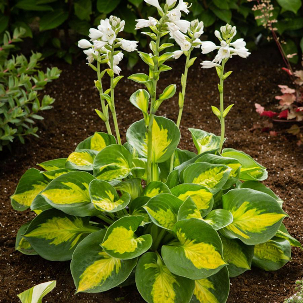 Les jardins Osiris-Hostas M-Z