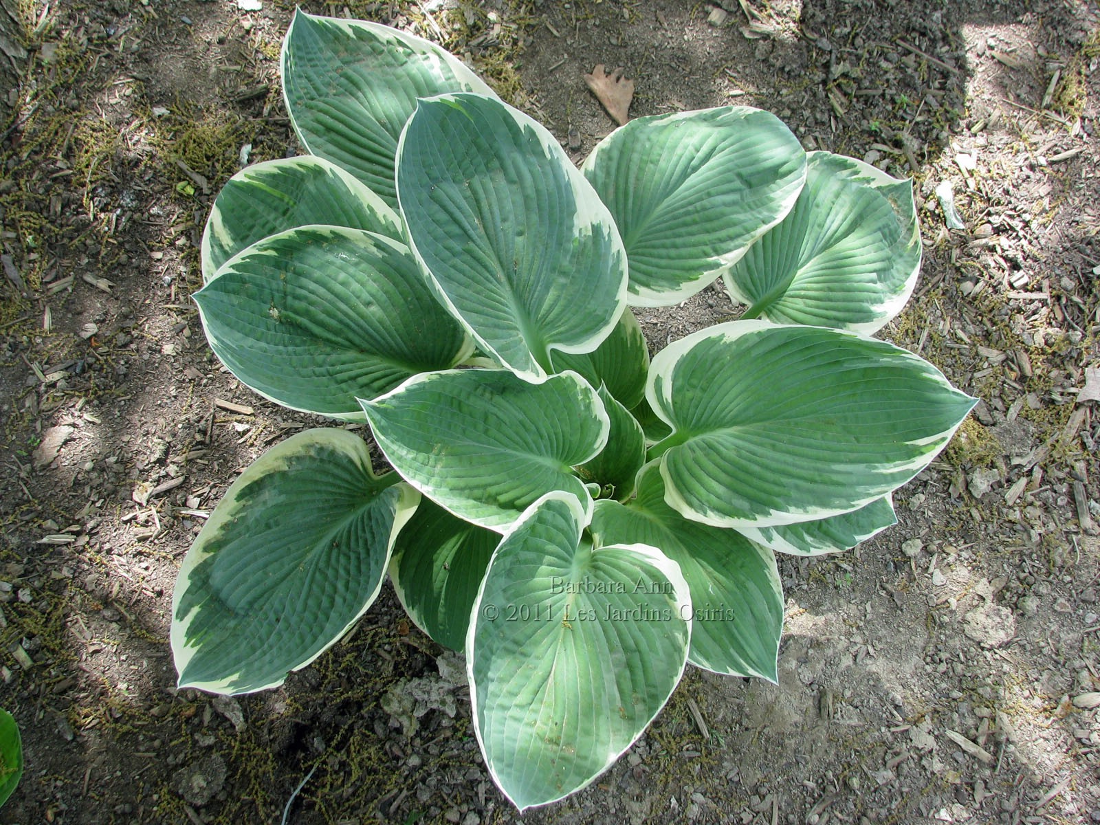 Les jardins Osiris-Hostas A-L
