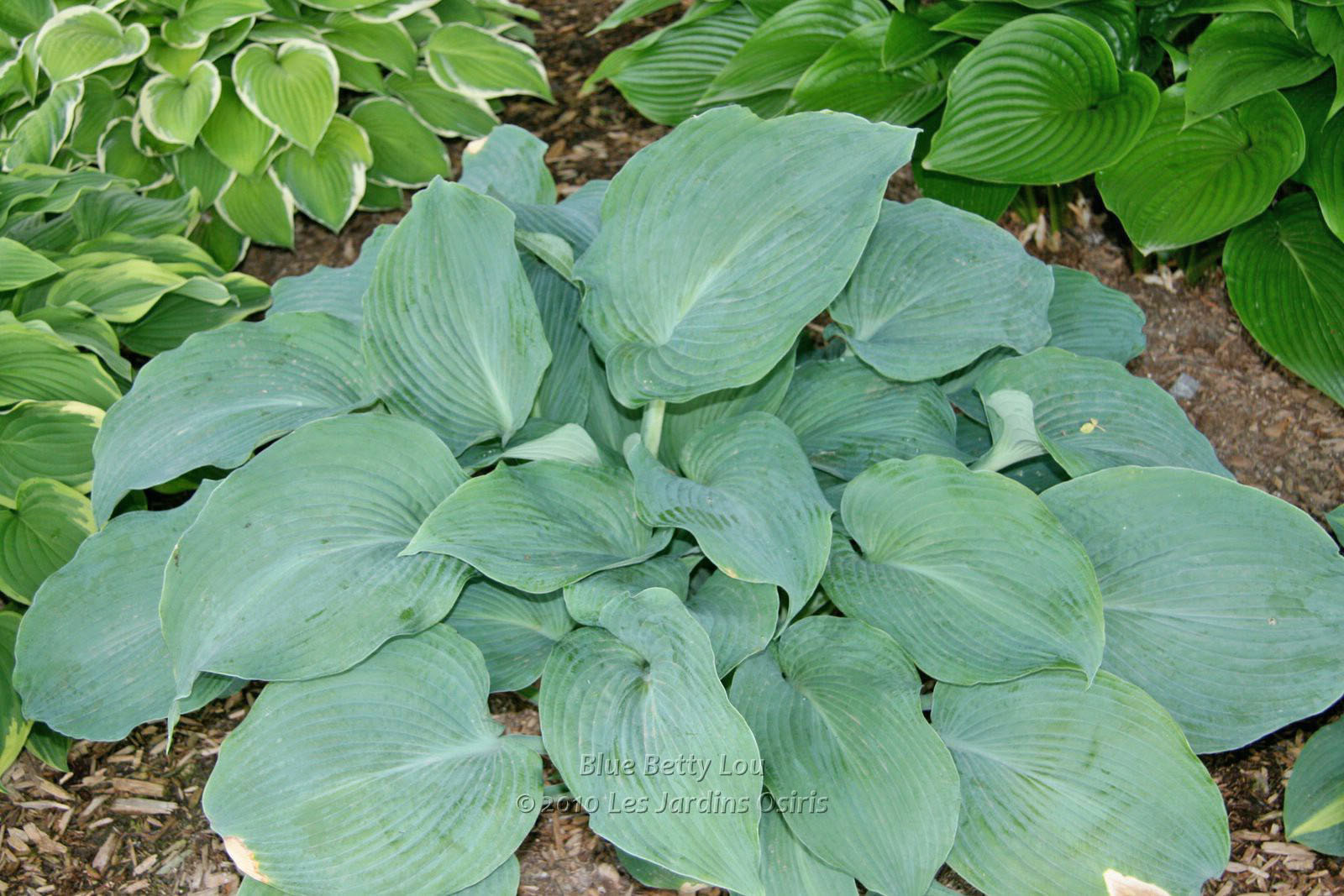 Les jardins Osiris-Hostas A-L