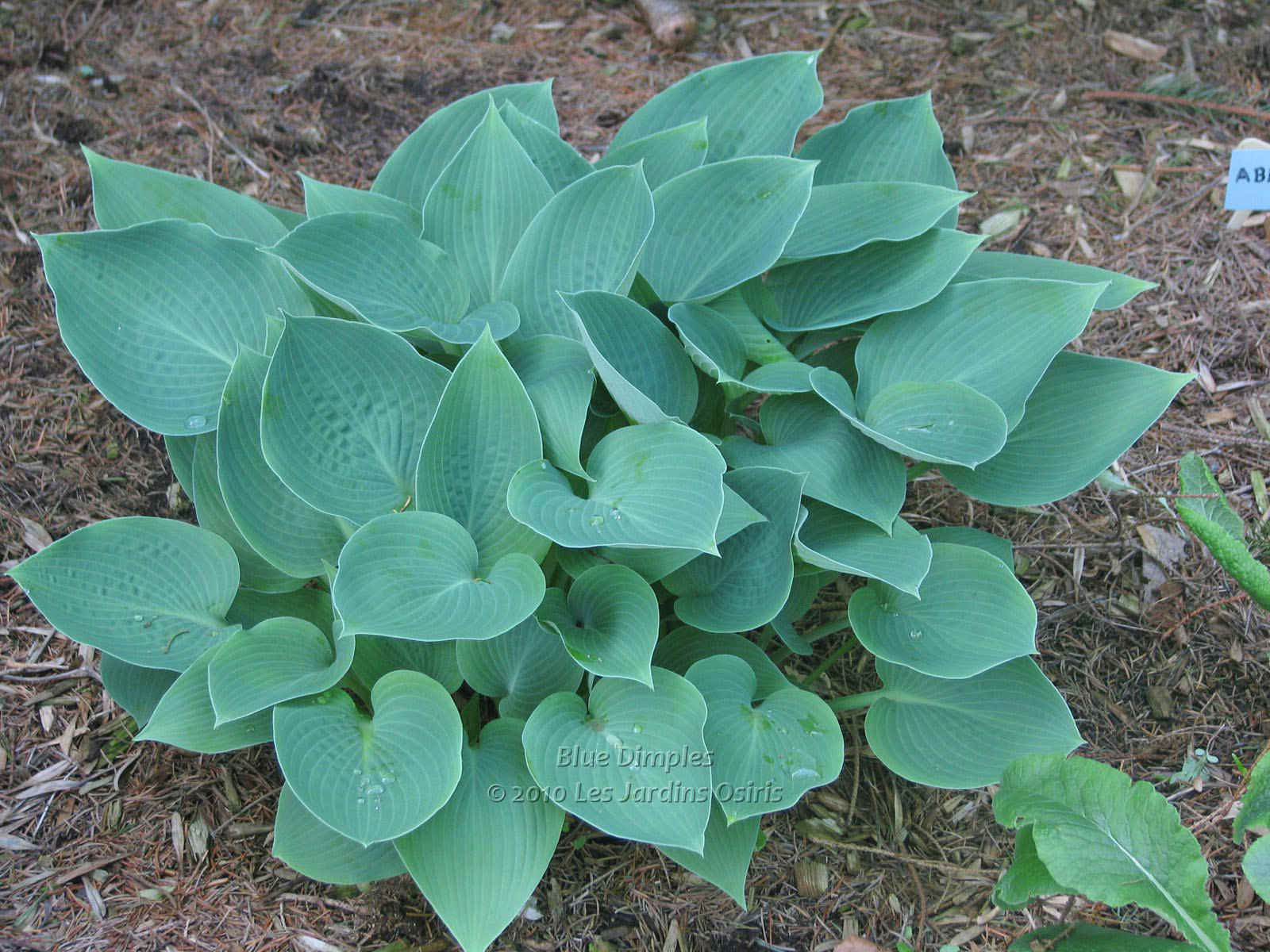 Les jardins Osiris-Hostas A-L