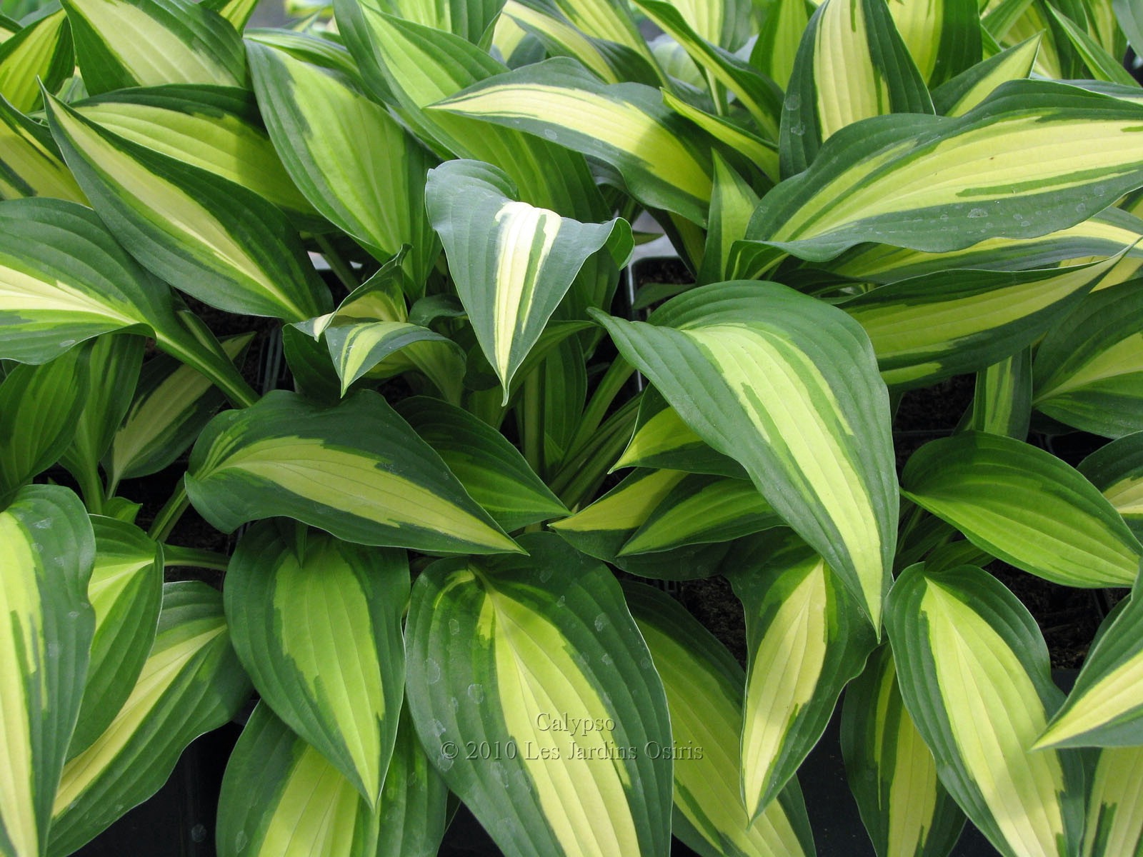 Les jardins Osiris-Hostas A-L