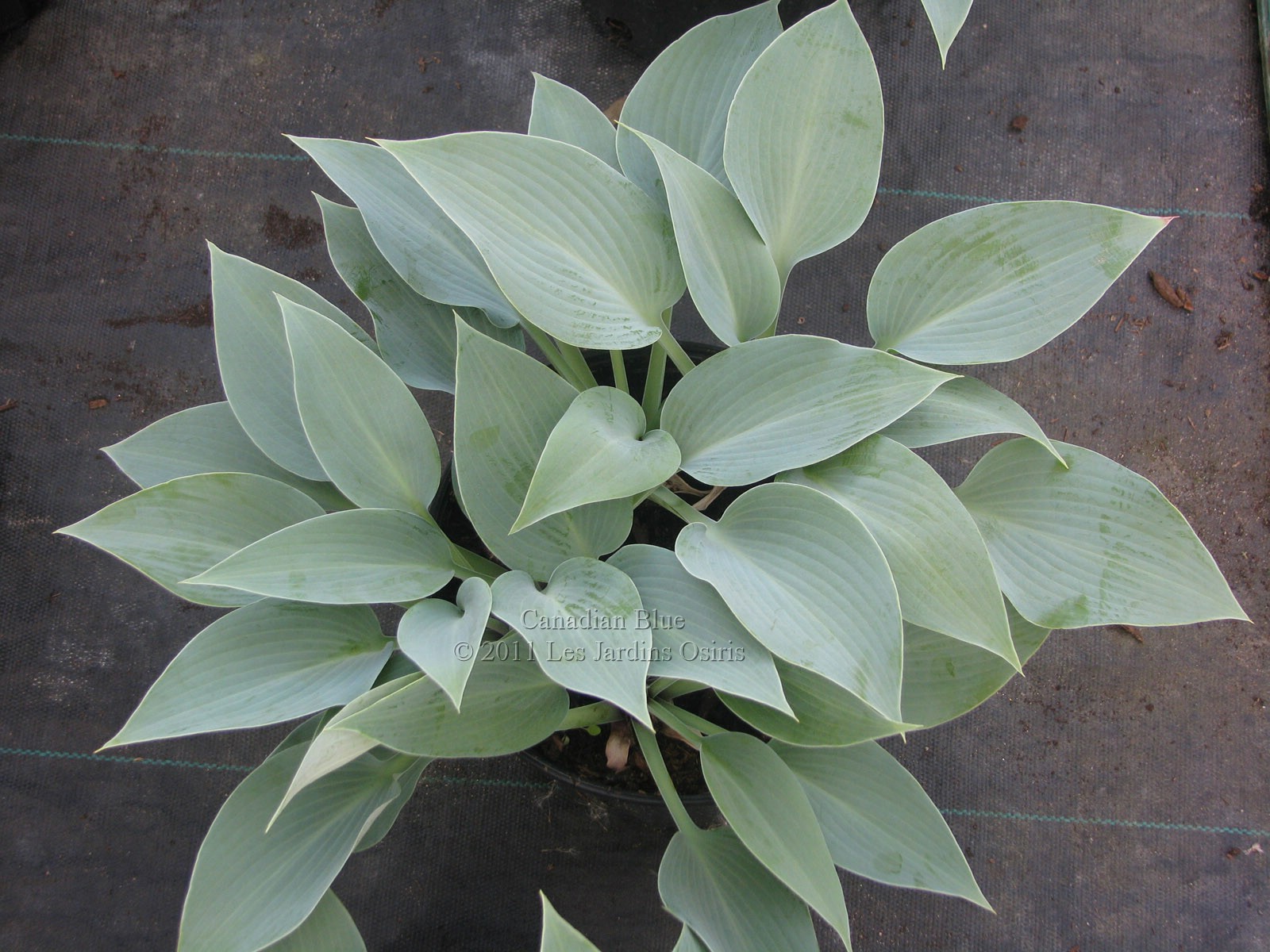 Les jardins Osiris-Hostas A-L