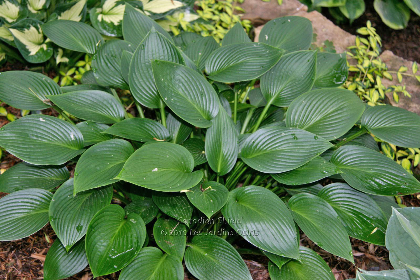Les jardins Osiris-Hostas A-L
