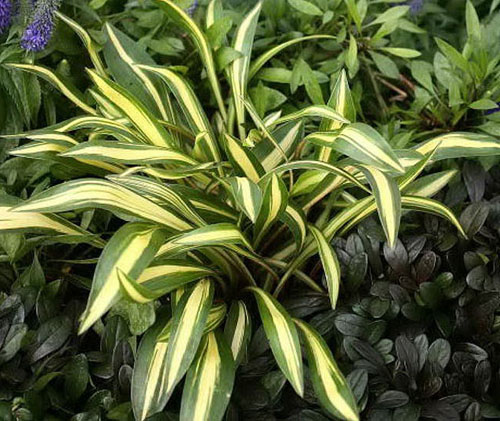 Les jardins Osiris-Hostas A-L