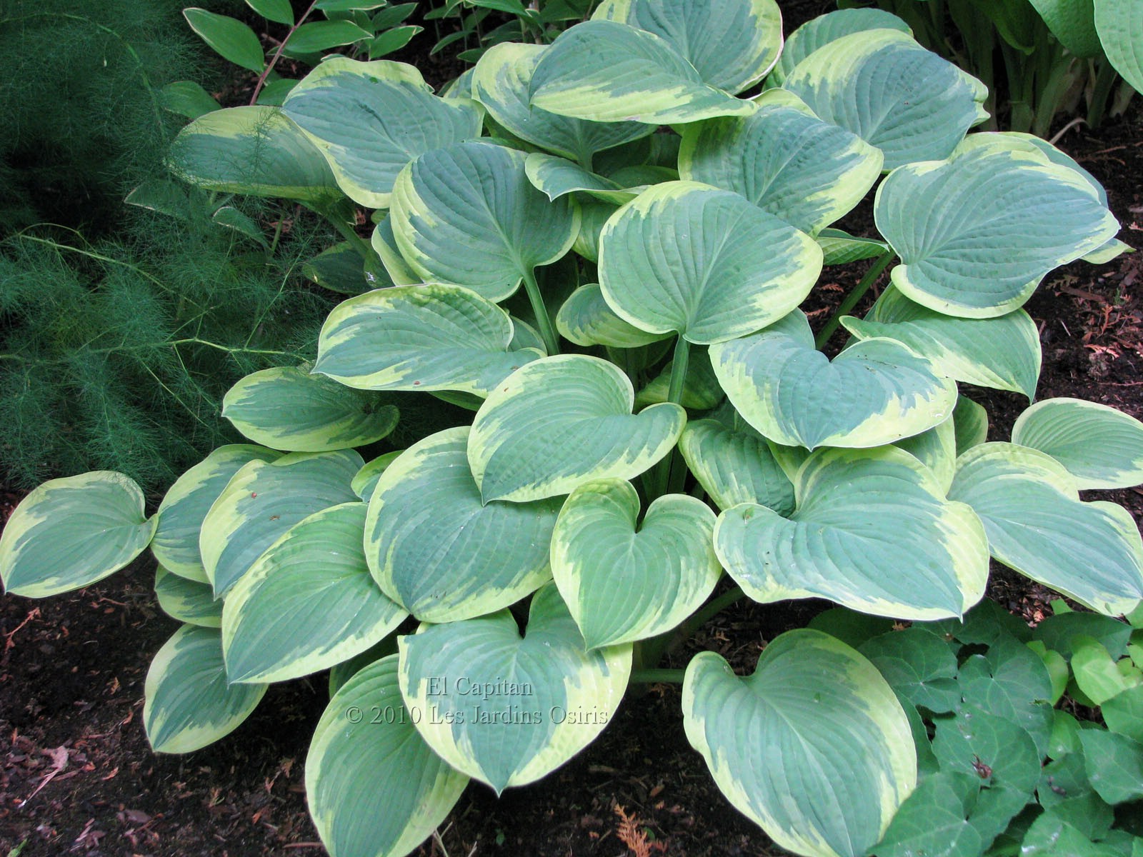 Les jardins Osiris-Hostas A-L