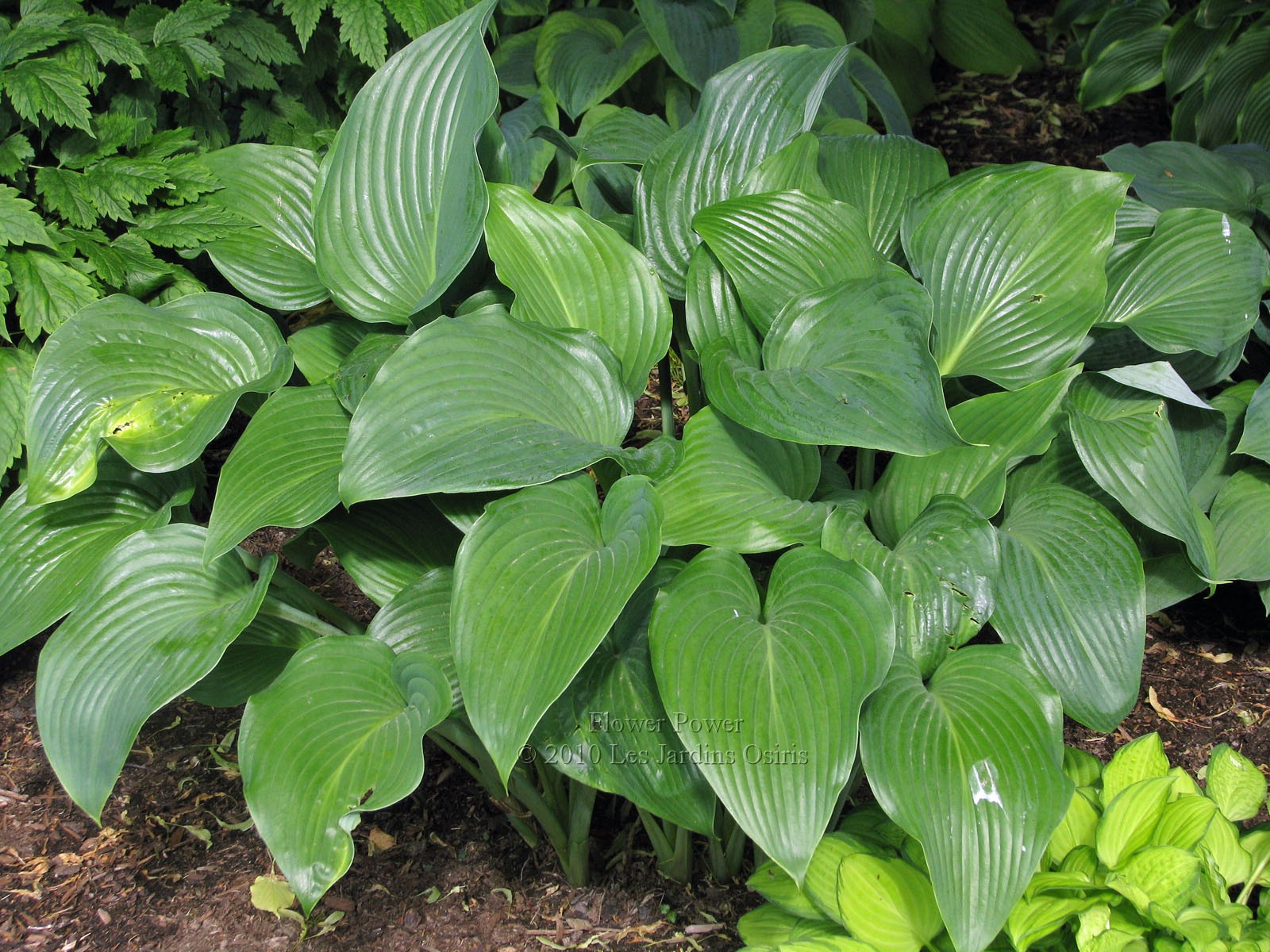 Les jardins Osiris-Hostas A-L