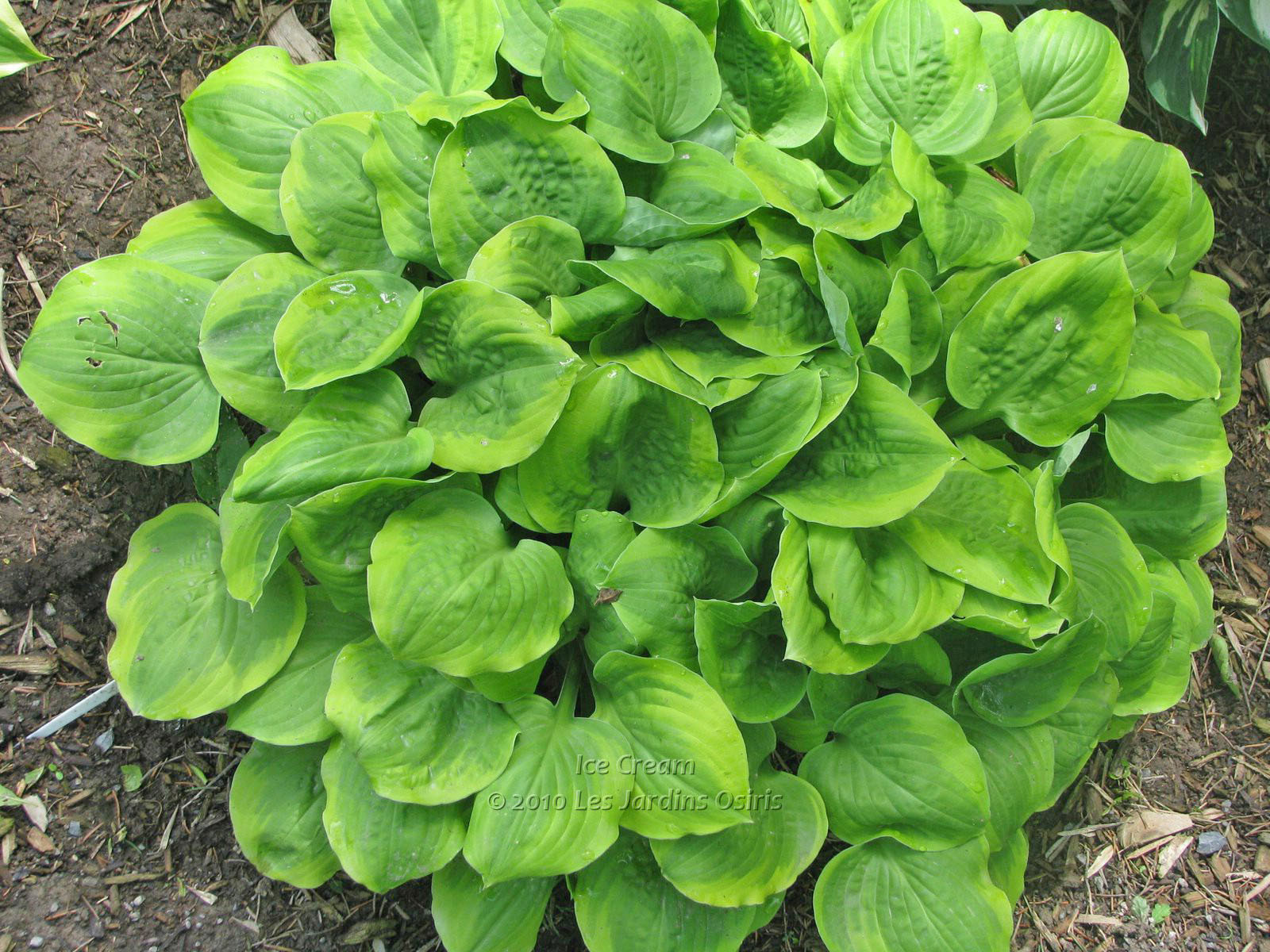 Les jardins Osiris-Hostas A-L