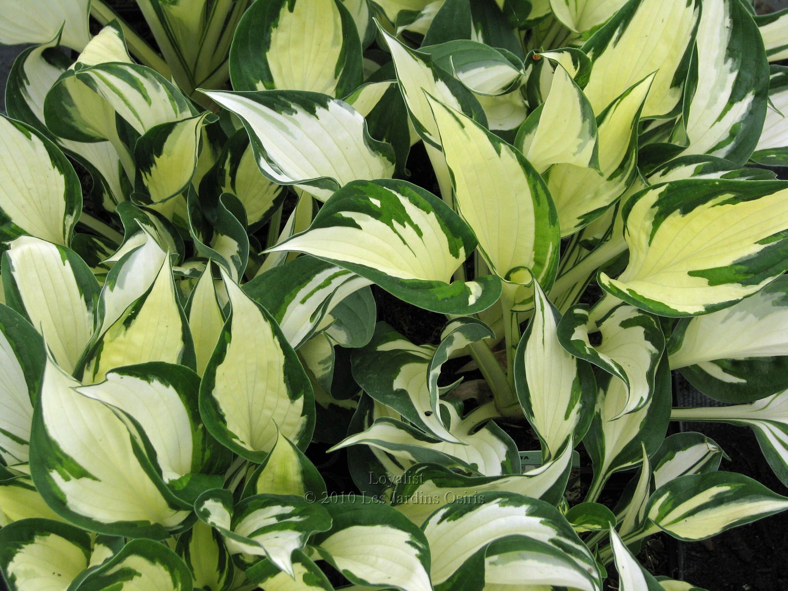 Les jardins Osiris-Hostas A-L