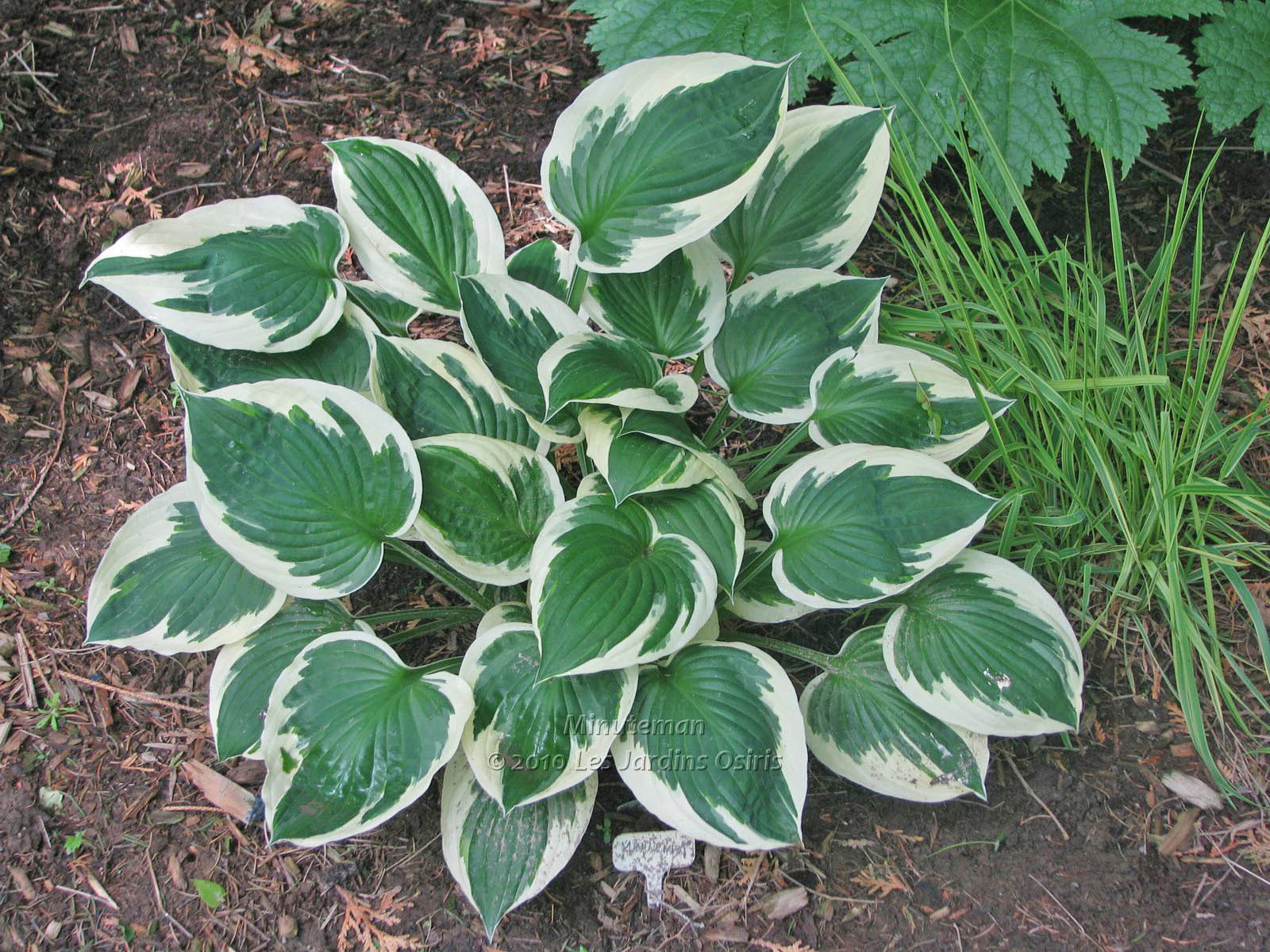Les jardins Osiris-Hostas M-Z