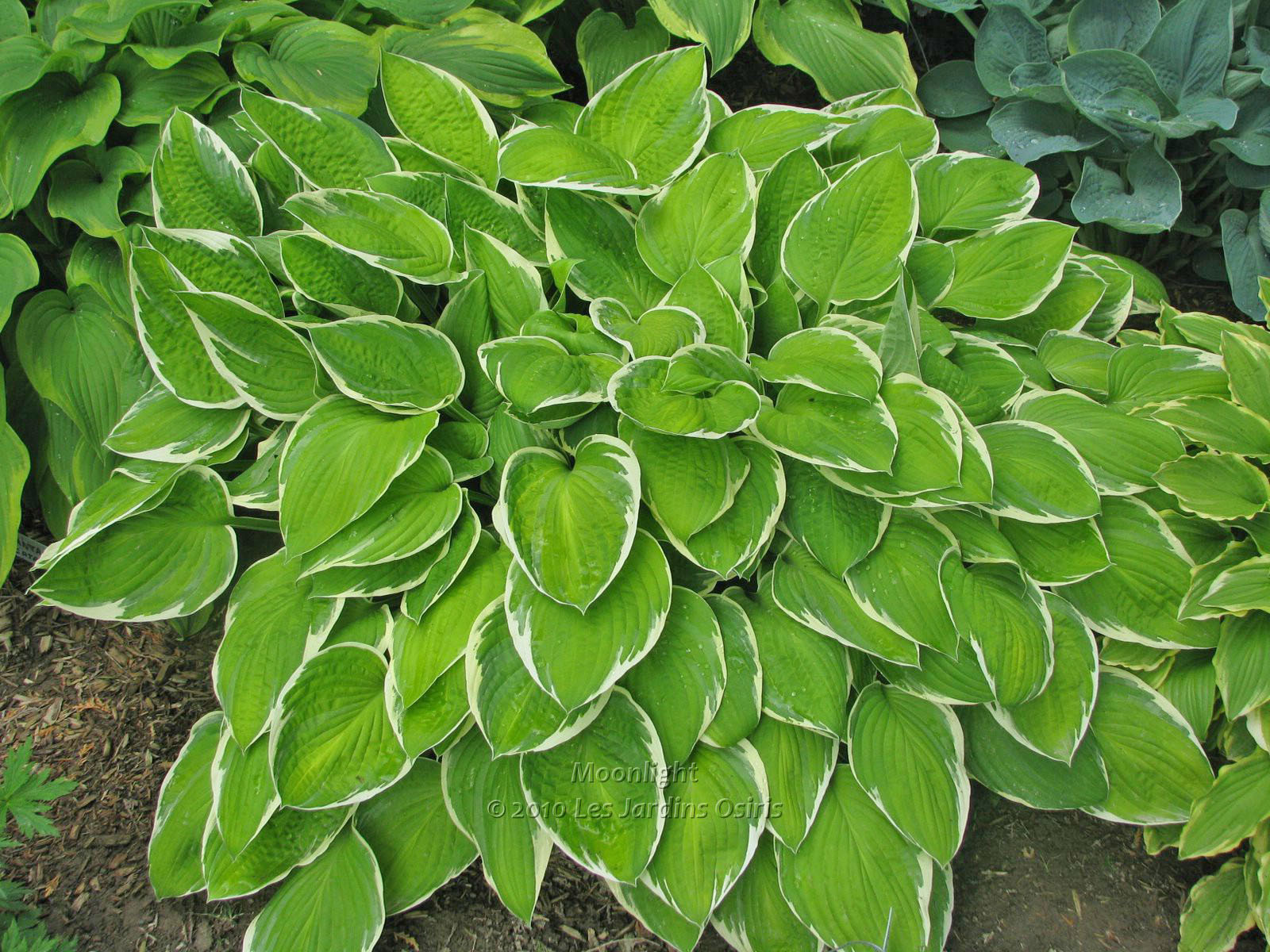 Les jardins Osiris-Hostas M-Z