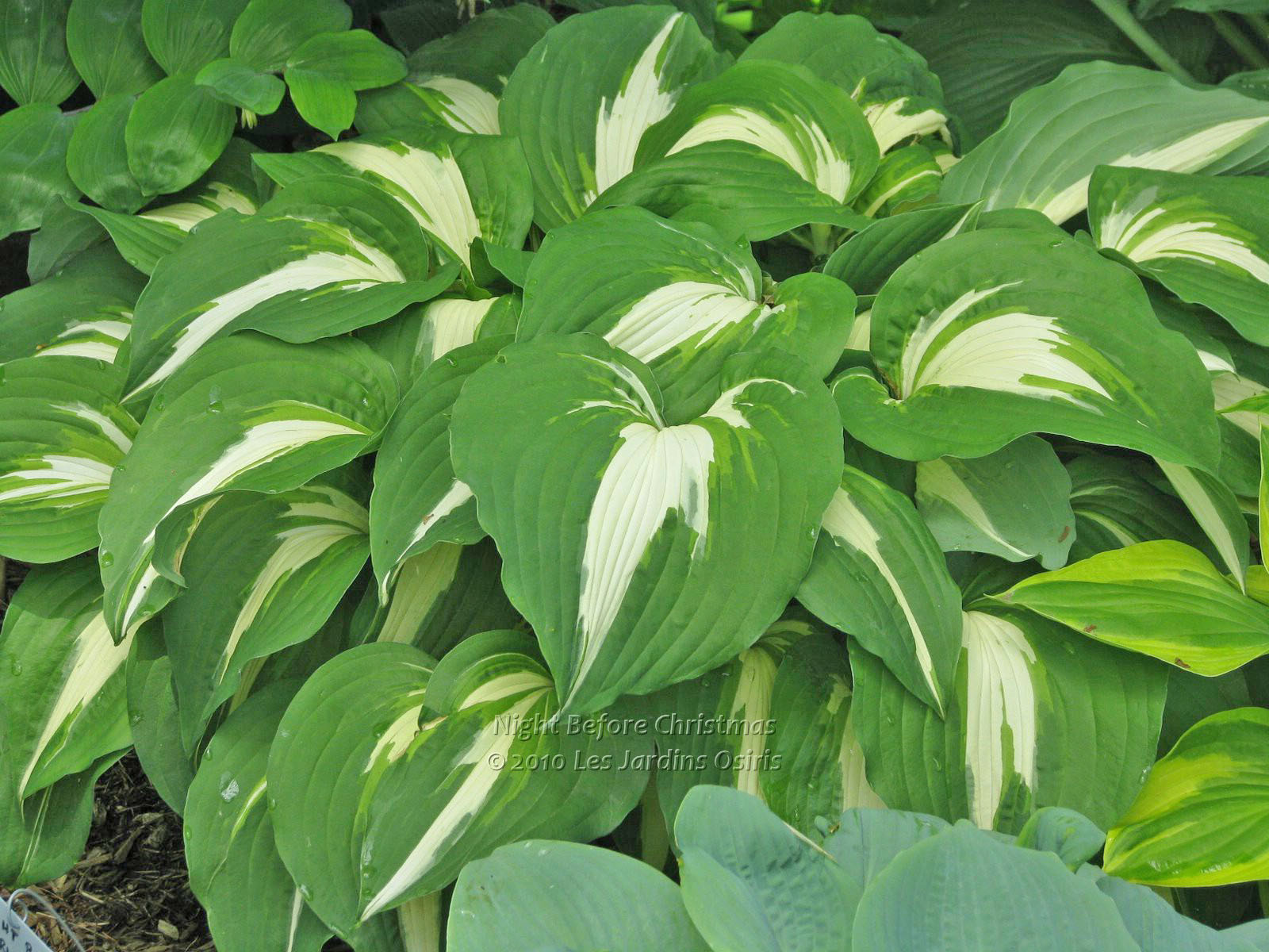 Les jardins Osiris-Hostas M-Z