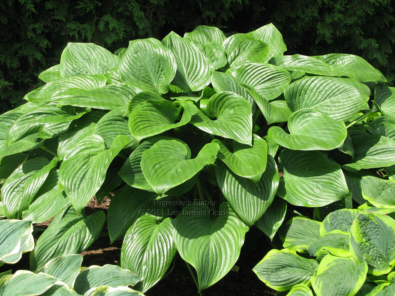 Les jardins Osiris-Hostas M-Z