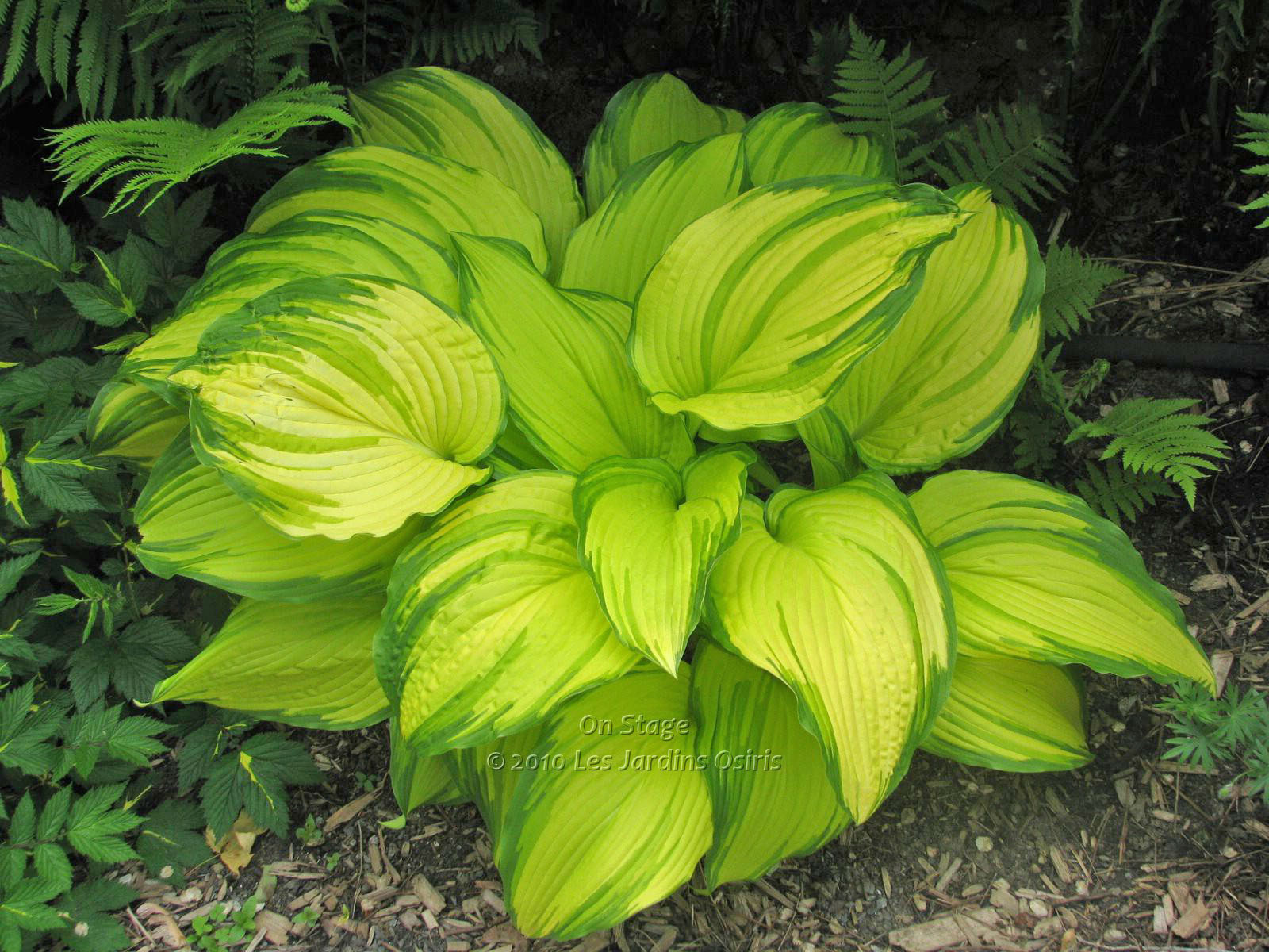 Les jardins Osiris-Hostas M-Z