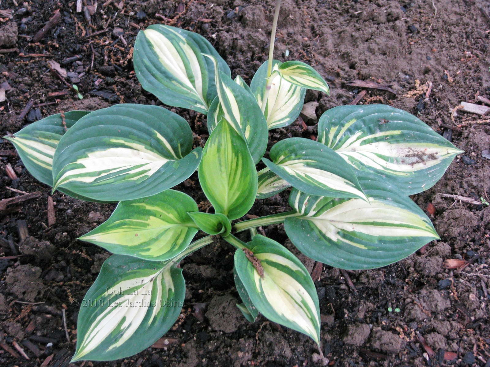 Les jardins Osiris-Hostas M-Z