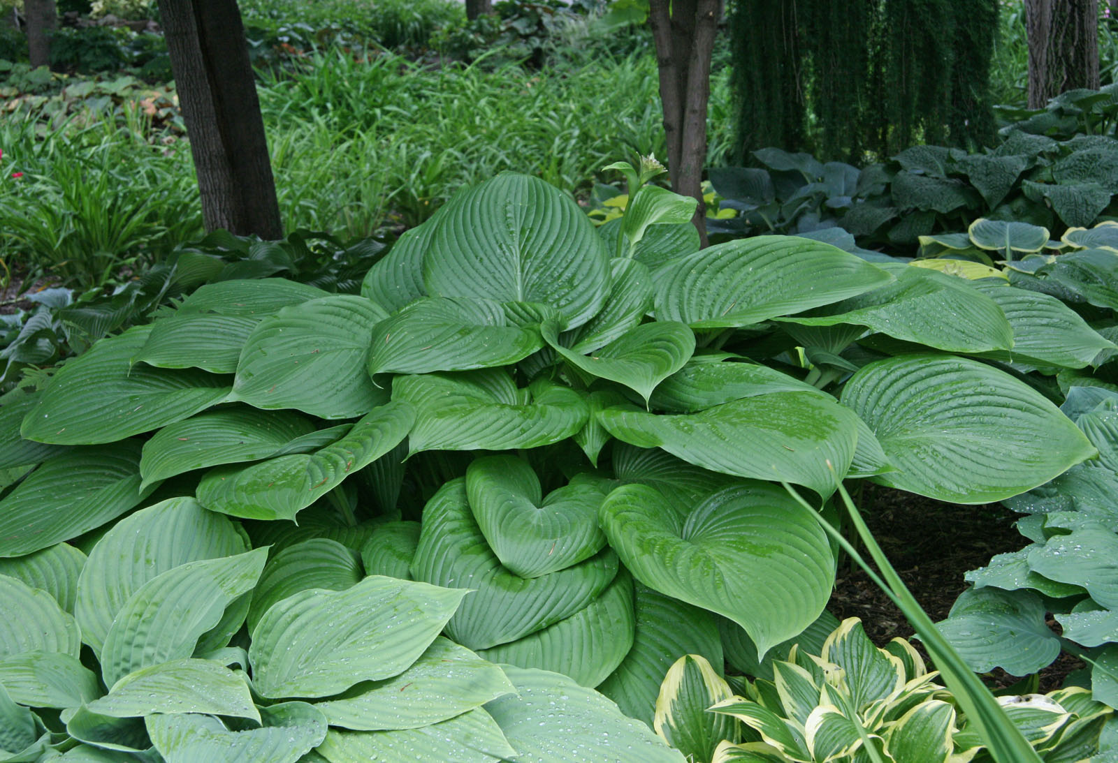 Les jardins Osiris-Hostas M-Z