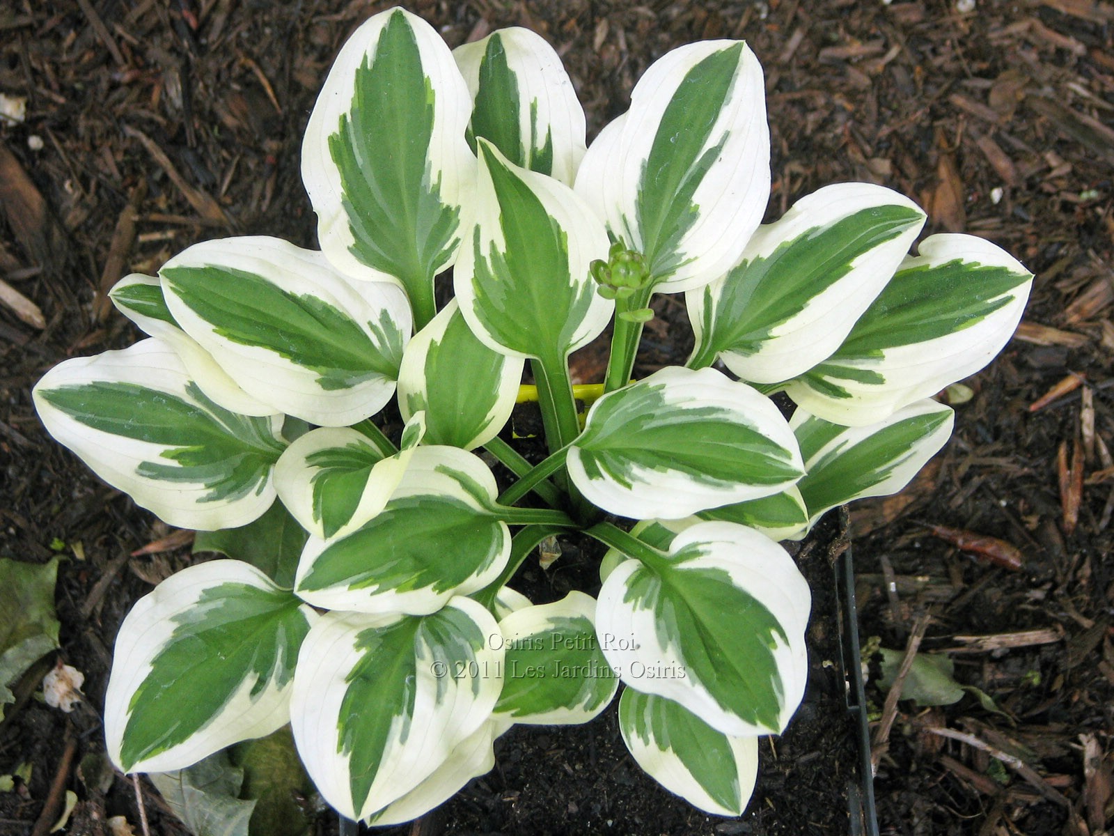 Les jardins Osiris-Hostas M-Z