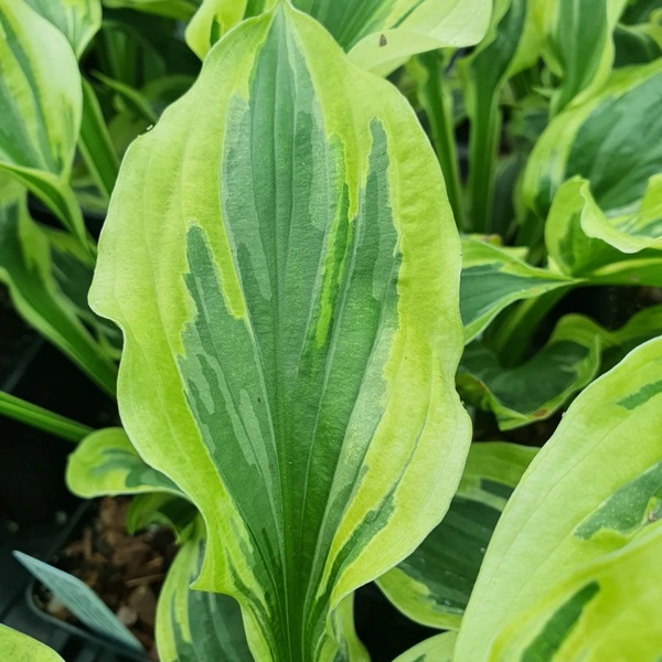 Les jardins Osiris-Hostas M-Z