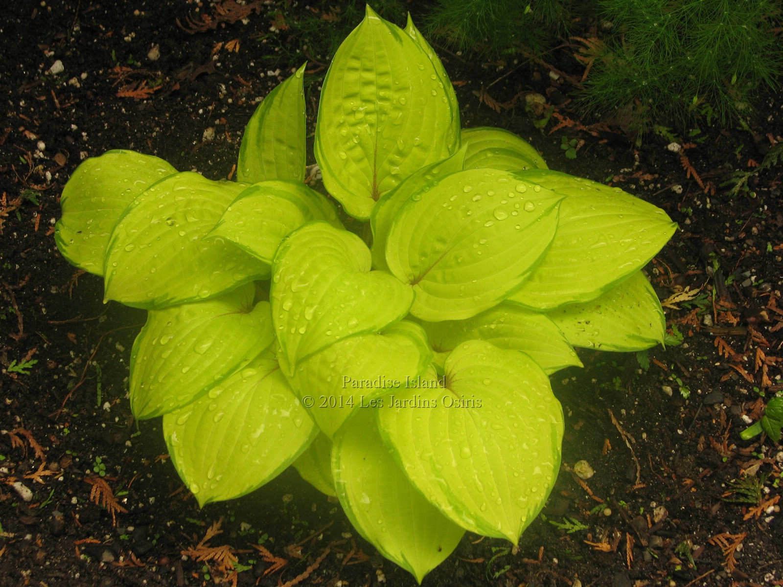 Les jardins Osiris-Hostas M-Z