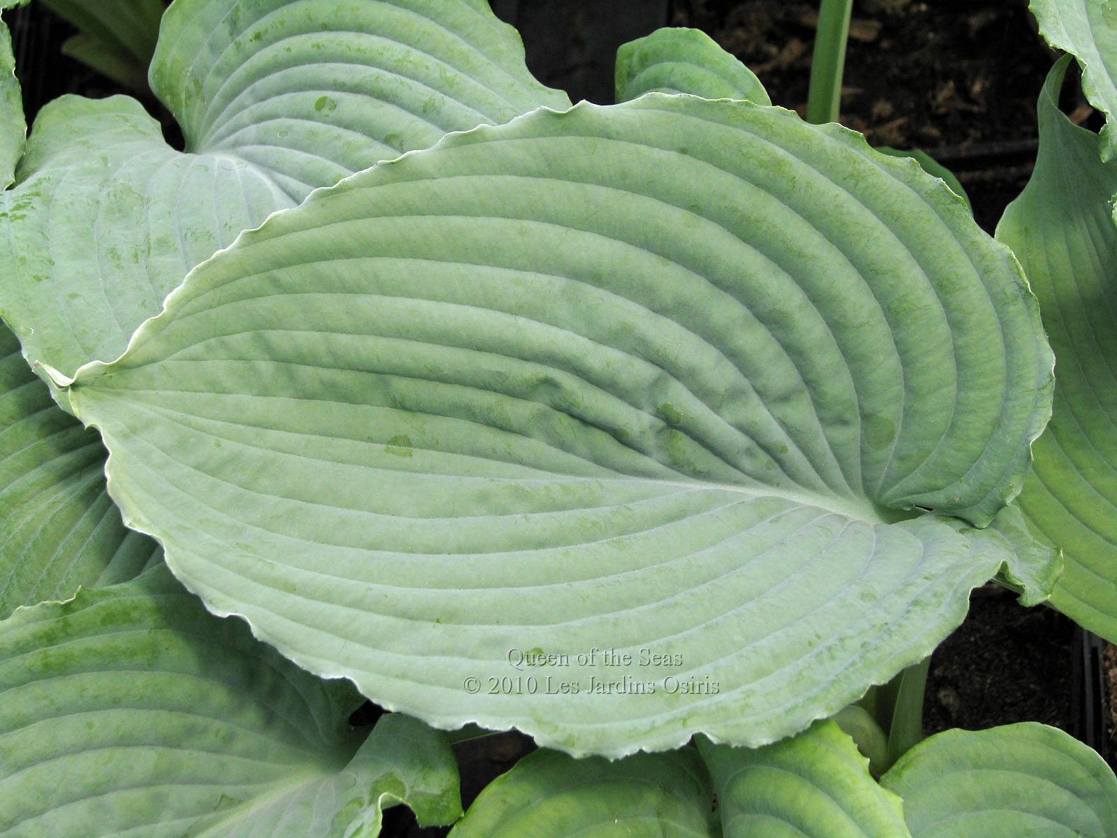 Les jardins Osiris-Hostas M-Z