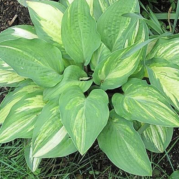 Les jardins Osiris-Hostas M-Z