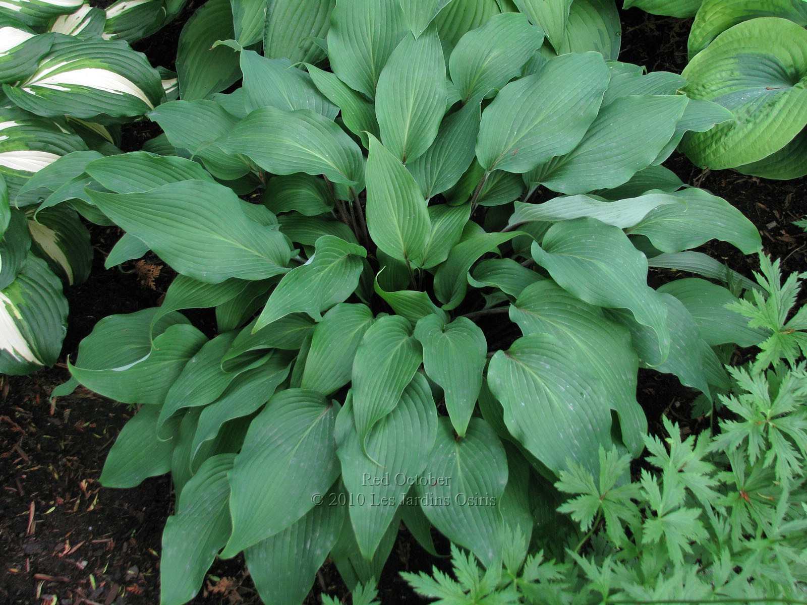 Les jardins Osiris-Hostas M-Z