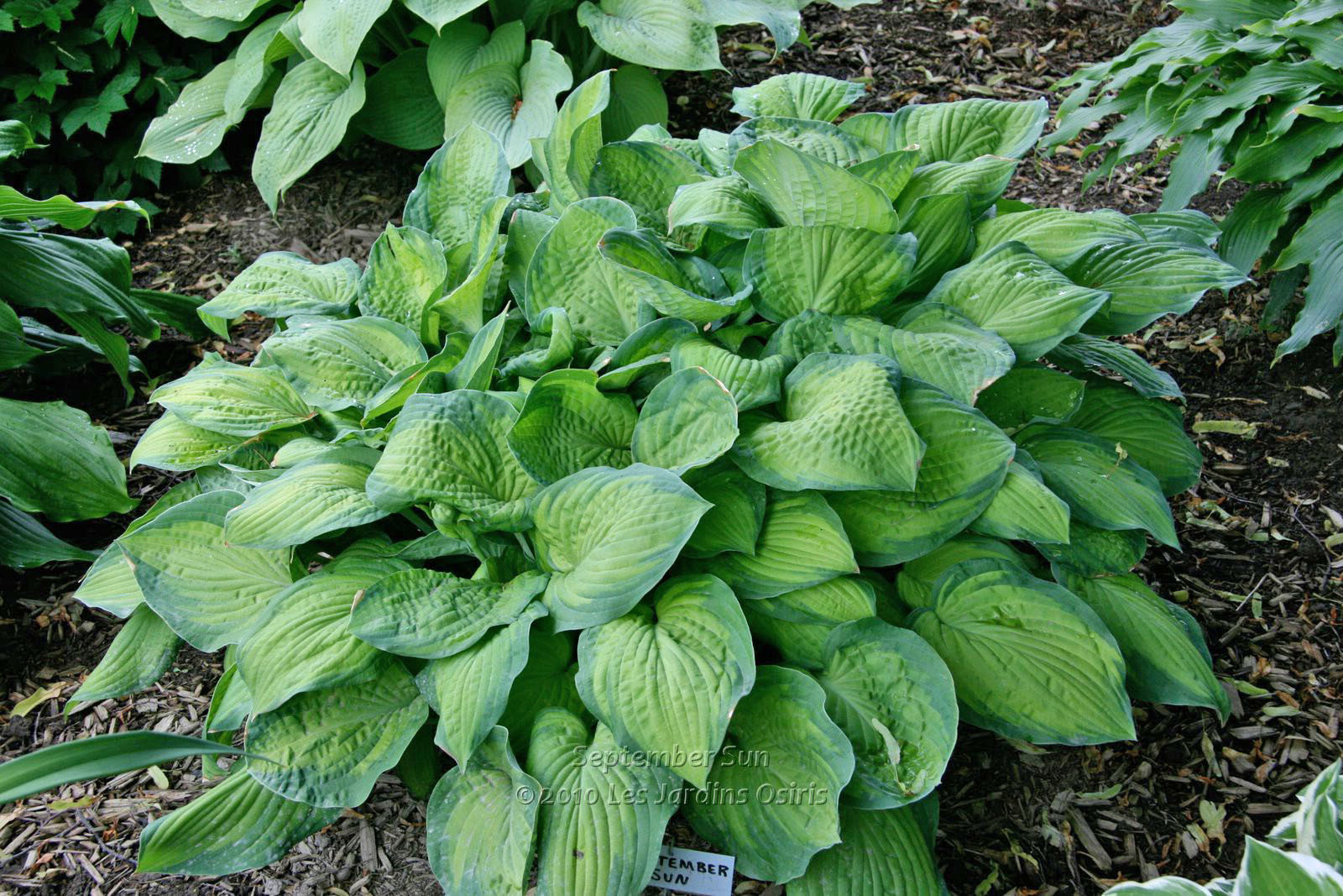 Les jardins Osiris-Hostas M-Z