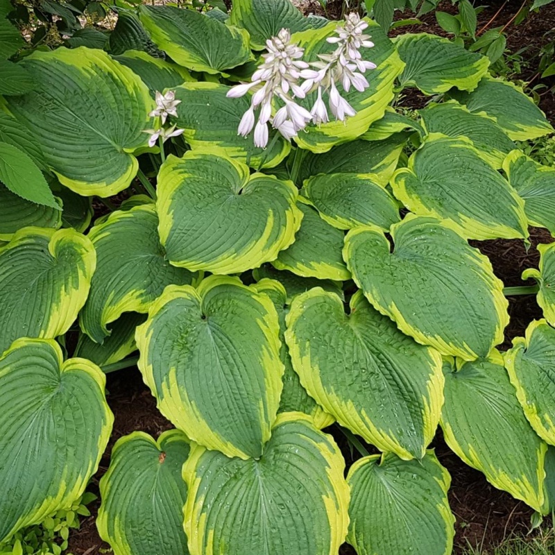 Les jardins Osiris-Hostas M-Z