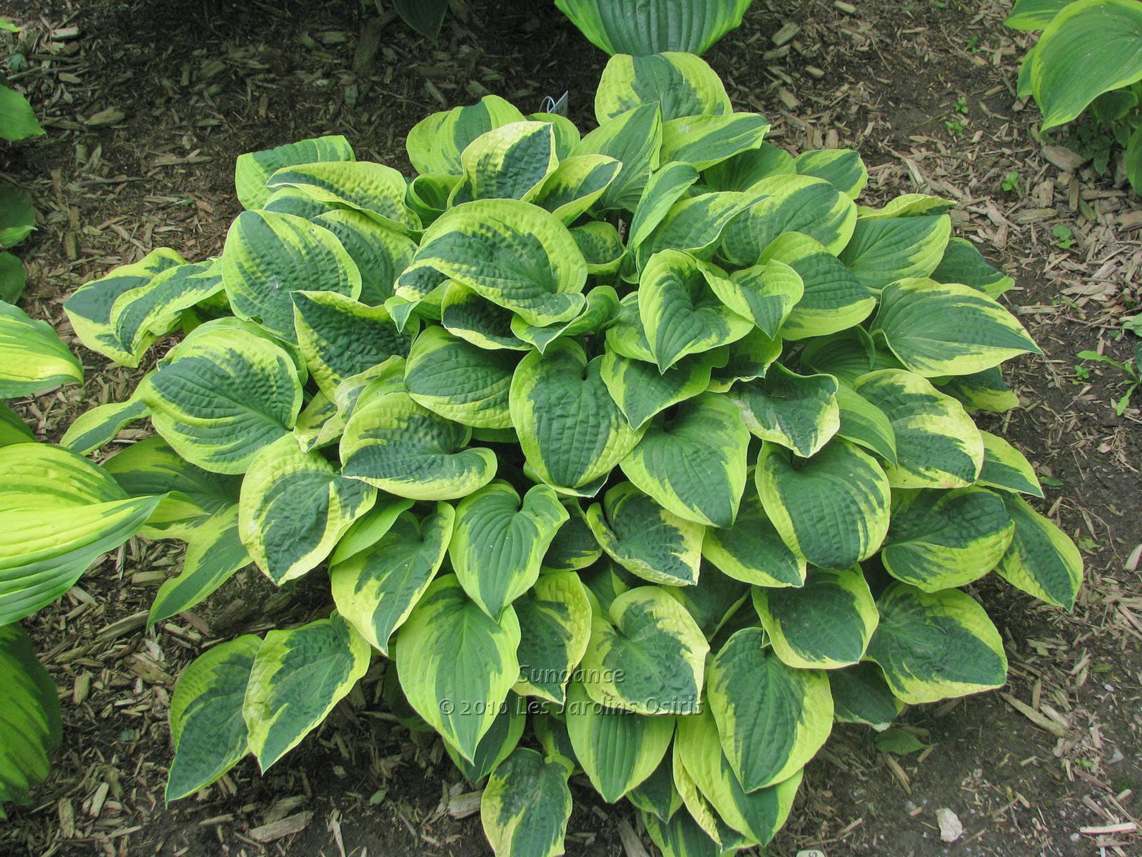 Les jardins Osiris-Hostas M-Z