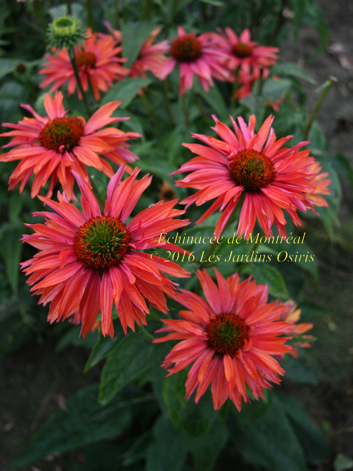 Les jardins Osiris-Vivaces A-I