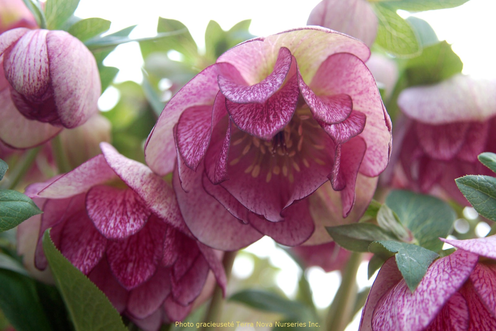Les jardins Osiris-Plantes de sous-bois
