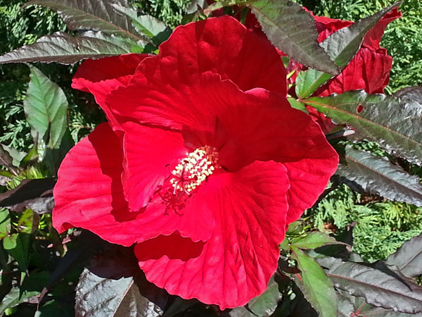 Les jardins Osiris-Vivaces A-I