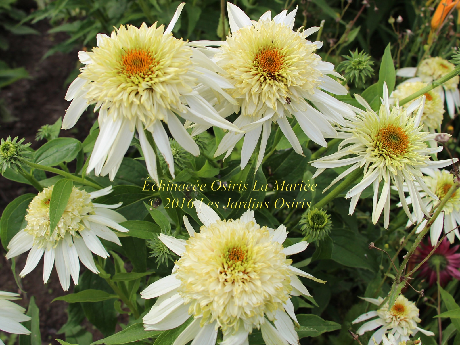 Les jardins Osiris-Vivaces A-I