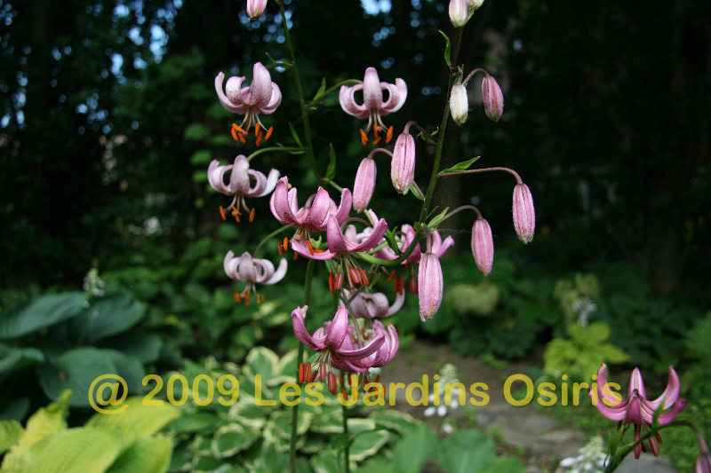 Les jardins Osiris-Plantes de sous-bois