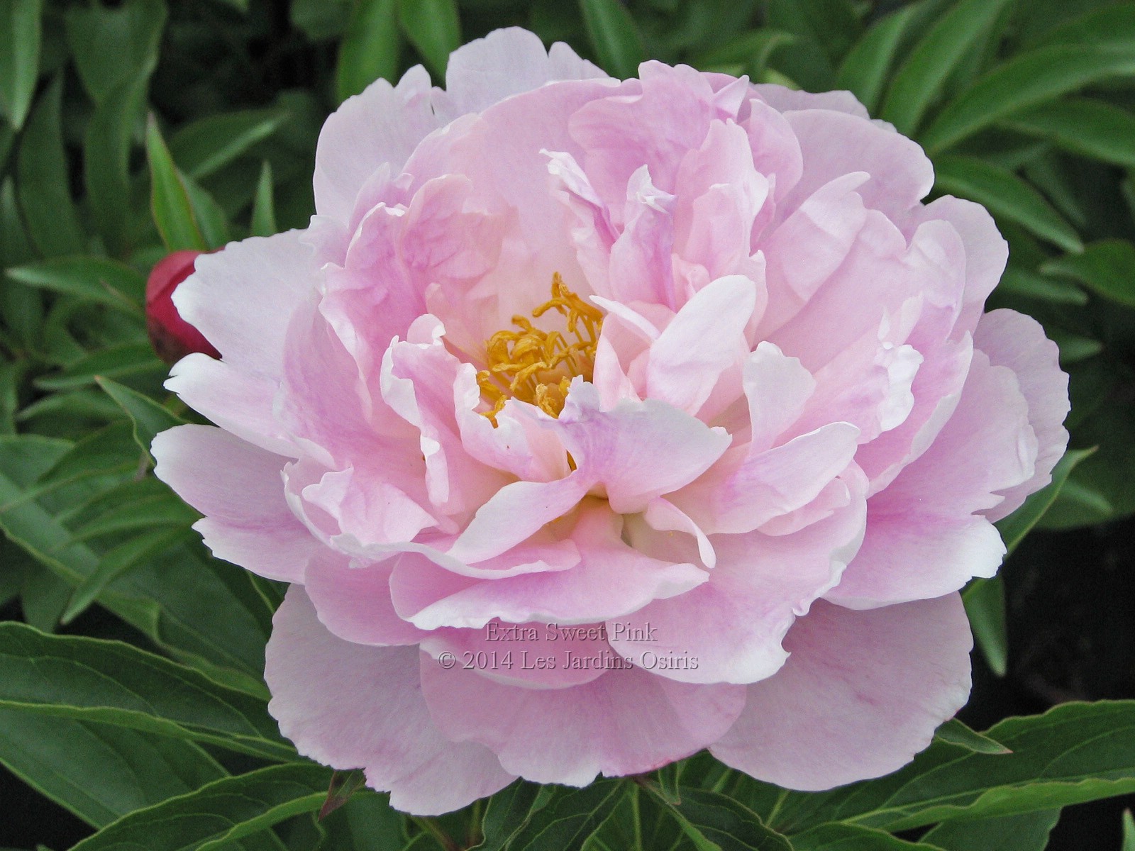 Les jardins Osiris-Pivoines herbacées