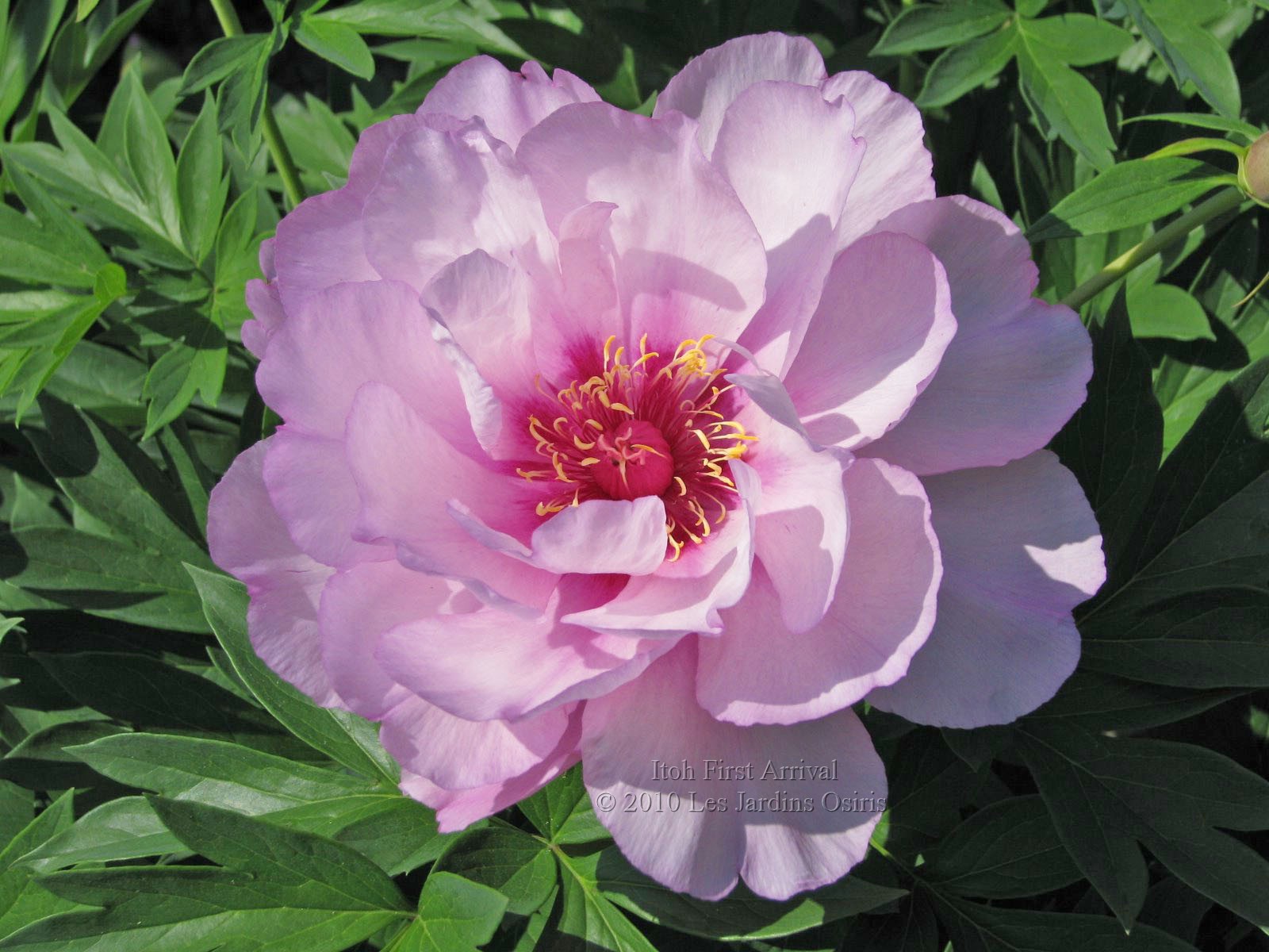 Les jardins Osiris-Pivoines Itoh