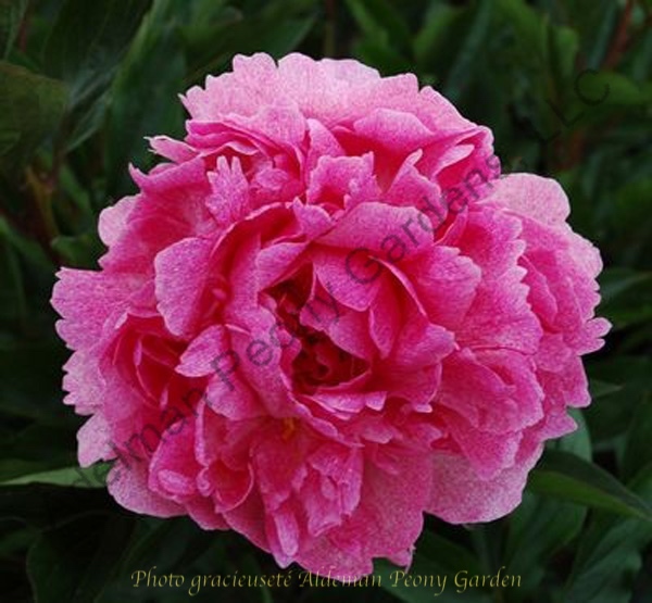 Les jardins Osiris-Pivoines herbacées